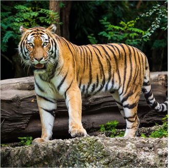 Wallario Sticker/Aufkleber f&uuml;r K&uuml;hlschrank/Geschirrsp&uuml;ler/K&uuml;chenschr&auml;nke, Selbstklebende Folie - 60 x 60 cm, Motiv: Blick des Tigers