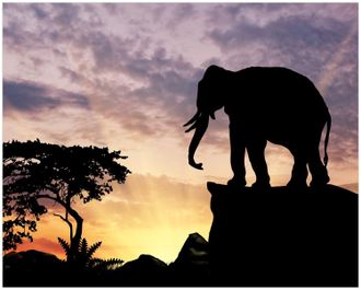 Wallario Poster - Elefant vor Abendhimmel in Premiumqualit&auml;t, Gr&ouml;&szlig;e: 40 x 50 cm