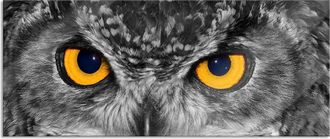 Pixxprint Glasbild Panorama, Wandbild aus Echtglas, Eule mit Augen, 100x40 cm, inkl. Aufh&auml;ngung und Abstandshalter