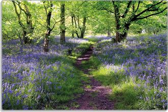 Wallario Frühstücksbrettchen aus Glas, Glasunterlage, Glasbrettchen Blaues Hasenglöckchen im Wald, Größe 20 x 30 cm, Sicherheitsglas