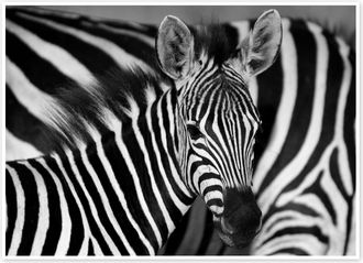 Posterlounge Zebra schwarz-weiß Poster von HADYPHOTO 70 x 50 cm Schwarz-Weiß Wandbilder Wanddeko