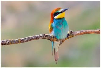 Wallario K&uuml;chenr&uuml;ckwand aus Glas 90 x 60 cm, Motiv: Vogel auf AST | Spritzschutz abwischbar & pflegeleicht