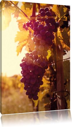 Pixxprint wunderschöner Weinberg im Abendlicht, Größe: 100x70cm, Leinwandbild, fertig gespannt, Wandbild, Dekoration, Kunstdruck, kein Poster