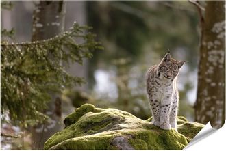 Islandburner XXL Bild Poster Europäischer Luchs Premium Bilder Fotodruck