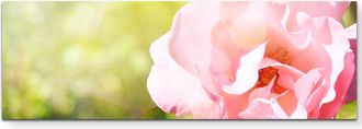 Paul Sinus Art Rosa Rose im Garten - Panoramabild auf Leinwand in 150x50cm