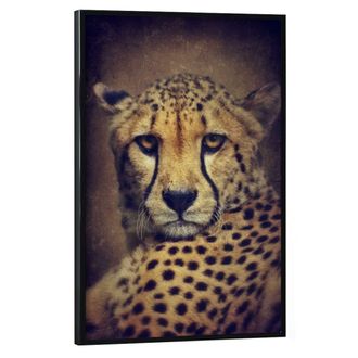 artboxONE Poster mit schwarzem Rahmen 60x40 cm Tiere Gepardinnen Portrait - Bild Gepard Gepard gepardin