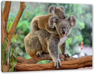 Pixxprint Koala Mutter mit Kind auf dem Rücken, Größe: 120x80cm, Leinwandbild, fertig gespannt, Wandbild, Dekoration, Kunstdruck, kein Poster
