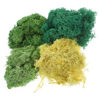 TOPBATHY 4 St&uuml;ck Konserviertes Ewiges Moos in Gelb und Gr&uuml;n Nat&uuml;rliches Moosdekor f&uuml;r Terrarien Topfpflanzen und Selbstgemacht Mikrolandschaften