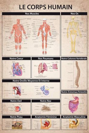 1art1 Der Menschliche Körper XXL Poster Le Corps Humain Plakat | Bild 180x120 cm