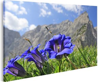 Islandburner Bild auf Leinwand Blauer Enzian in den Alpen vor Felskulisse und blauem Himmel Bilder Wandbilder Poster