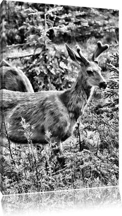 Pixxprint Monocrome, junges Reh Paar, Gr&ouml;&szlig;e: 60x40cm, Leinwandbild, fertig gespannt, Wandbild, Dekoration, Kunstdruck, kein Poster