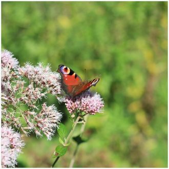 Wallario Sticker/Aufkleber f&uuml;r K&uuml;hlschrank/Geschirrsp&uuml;ler/K&uuml;chenschr&auml;nke, Selbstklebende Folie - 60 x 60 cm, Motiv: Schmetterling auf Bl&uuml;te