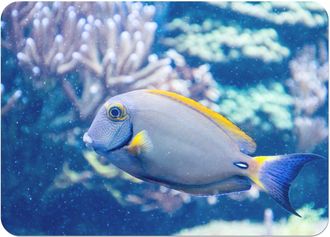 Fabulous Platzsets, weich, Unterseite aus Kork, Platzdeckchen, chirurgischer Fisch, exotischer Fisch, Tierleben, groß, 39,5 x 28,5 cm, 4 Stück