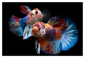 Wallario selbstklebendes Poster - Tanz unter Wasser, Aufkleber in Premiumqualit&auml;t, Klebefolie Gr&ouml;&szlig;e: 61 x 91,5 cm (Maxiposter)