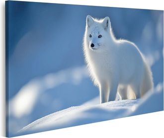Islandburner Bild auf Leinwand Wei&szlig;er Fuchs im schimmernden Schnee Bilder Wandbilder Poster