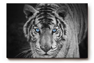 Paul Sinus Art Sinus Art Wandbild 90x60cm Der intensive Blick des Tigers mit leuchtend blauen Augen schafft eine starke Pr&auml;senz