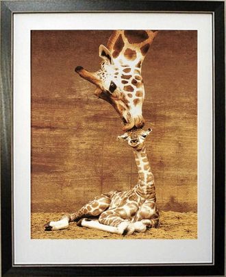 Buyartforless Gerahmter Kunstdruck mit Makulu-Giraffe, Mutterliebe erster Kuss von Ron DRaine, 50,8 x 40,6 cm