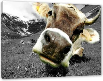 Pixxprint Kuhschnauze Nahaufnahme B&W Detail, Gr&ouml;&szlig;e: 100x70cm, Leinwandbild, fertig gespannt, Wandbild, Dekoration, Kunstdruck, kein Poster