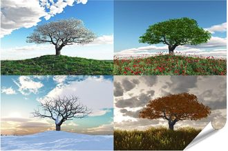 Islandburner XXL Bild Poster Einsamer Baum im Vier Jahreszeiten Zeitraffer Premium Bilder Fotodruck IIAP-PKL
