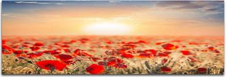 Paul Sinus Art Panoramabild auf Leinwand und Keilrahmen 150x50cm Mohnblumen Wiese Sommer Sonnenuntergang