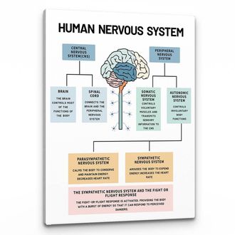 Generic Therapist Office Decor - Psychology Art Print, Human Brain & Nervous System Artwork for Mental Health Counseling & Therapy(Unframed,08x12inch(20x30cm)