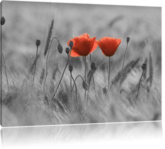 Pixxprint Mohnblumen auf einem Feld B&W, Größe: 80x60cm, Leinwandbild, fertig gespannt, Wandbild, Dekoration, Kunstdruck, kein Poster
