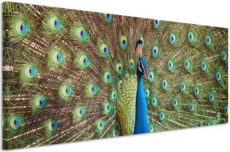 Paul Sinus Art Panoramabild 150x50cm Tierfotografie - Bunter Pfau auf Leinwand exklusives Wandbild moderne Fotografie für ihre Wand in vielen Größen
