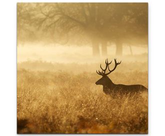 Paul Sinus Art Leinwandbilder | Bilder Leinwand 60x60cm Silhouette eines Hirsch im Wald