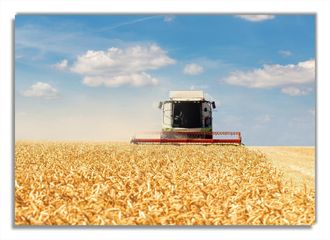 Wallario selbstklebendes Poster - Erntezeit auf dem Feld, Aufkleber in Premiumqualit&auml;t, Klebefolie Gr&ouml;&szlig;e: 70 x 100 cm (Riesenposter)