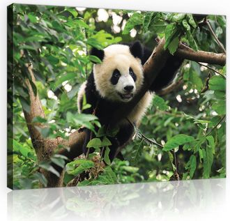 ForWall Leinwand Bilder - Panda - 100x75 cm Leinwandbilder - Bild auf leinwand - Wandbild XXL gro&szlig; Wandbilder f&uuml;r Wohnzimmer Schlafzimmer Wohnzimmerbilder Mod