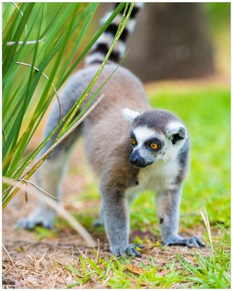 Wallario Poster - Katta auf Entdeckungstour in Premiumqualit&auml;t, Gr&ouml;&szlig;e: 40 x 50 cm