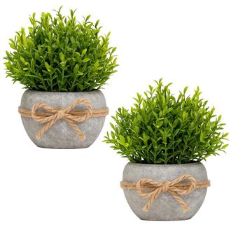 Nala Tolle Bohnensprossen im 2er Set (Gr&uuml;n, Basic, 2 St&uuml;ck)