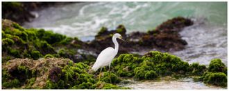 Wallario Glasbild Reiher an der K&uuml;ste - 50 x 125 cm Wandbilder Glas in Premium-Qualit&auml;t: Brillante Farben, freischwebende Optik