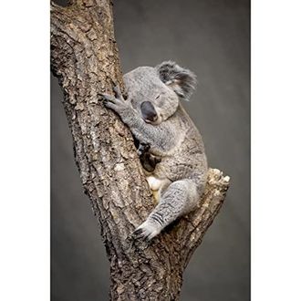 Ceanothe Tableau sur toile koala endormi 45x65 cm D&eacute;coration Murale Art D&eacute;coratif Muraux Peinture Imprim&eacute;e en HD Salon Chambre Bureau Bois de For&ecirc;t FSC Fabriqu