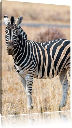 Pixxprint Zebra im Wildgras, Gr&ouml;&szlig;e: 100x70cm, Leinwandbild, fertig gespannt, Wandbild, Dekoration, Kunstdruck, kein Poster