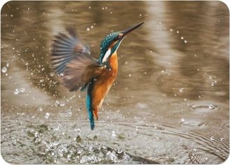Fabulous Platzset mit Unterseite aus Kork, Motiv: Martin Fischer, fliegend über dem Wasser, Vogel, groß, 39,5 x 28,5 cm