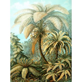 Wee Blue Coo 92nd Plate Ernst Haeckel Kunstformen Der Natur Filicinae Large Art Print Poster Wall Decor 18x24 inch