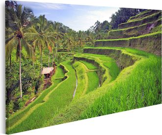 Islandburner Bild auf Leinwand Terrasse Reisfelder Ubud Tegallalang Bali Indonesien Bilder Wandbilder Poster