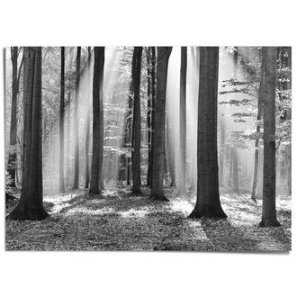 Reinders Giant Poster XXL, Wei&szlig;er Wald, Schlafzimmer, Bilder, Wanddeko, Room Decor, Papier, Wei&szlig;, 100 x 140cm