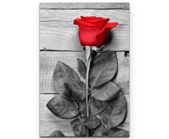 Paul Sinus Art Leinwandbilder | Bilder Leinwand 90x60cm Rote Rose auf schwarz/wei&szlig;em Hintergrund