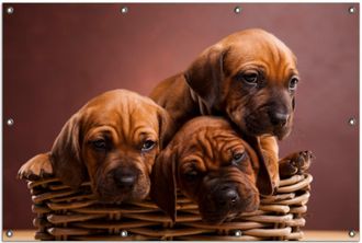 Wallario Outdoor-Poster f&uuml;r Garten oder Balkon Welpen im Korb, Motivbanner Gr&ouml;&szlig;e: ca. 100 x 150 cm, Outdoor-Bild