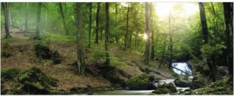 Wallario Glasbild Flie&szlig;ender Bach im Wald bei Sonnenuntergang - 50 x 125 cm Wandbilder Glas in Premium-Qualit&auml;t: Brillante Farben, freischwebende Optik