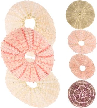 OSALADI 7 St&uuml;ck Seeigel Luftpflanzentopf aus Nat&uuml;rlichen Seeigelschalen Kreative Sukkulenten Dekoration f&uuml;r Balkon und Fensterbank Zuf&auml;llige Farbe Zuf&auml;llige F