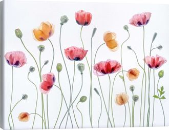 Posterlounge Mohn-Party Leinwandbild von Mandy Disher 70 x 50 cm Pastell Wandbilder Wanddeko