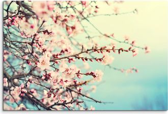 Paul Sinus Art Sinus Art Wandbild 120x80cm Naturfotografie - Rosa Kirschblüten auf Leinwand für Wohnzimmer, Büro, Schlafzimmer, Ferienwohnung u.v.m. Gestochen scharf