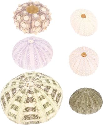 BESTONZON Seeigel Muscheln (6 PCS)| Mehrere Farbe Entscheidungen Quallen Air Plant Nautischen Décor| Küsten Strand Handwerk Meer Dekoration Ornamente