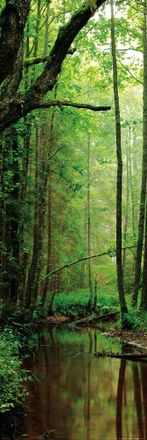 1art1 W&auml;lder Poster EIN Stiller Bach Flie&szlig;t Durch Den Wald Kunstdruck Bild 158x53 cm