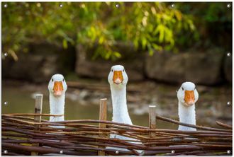 Wallario Outdoor-Poster f&uuml;r Garten oder Balkon Neugierige G&auml;nse am Zaun, Motivbanner Gr&ouml;&szlig;e: ca. 120 x 180 cm, Outdoor-Bild