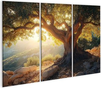 Islandburner Bild auf Leinwand Alter Olivenbaum im Sonnenunterganglicht für Wohnzimmer Naturliebhaber Blumengeschäft Bilder Wandbilder Poster