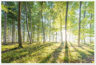 Posterlounge Wald bei Sonnenaufgang Poster von Hannes Cmarits 60 x 40 cm Gr&uuml;n Wandbilder Wanddeko